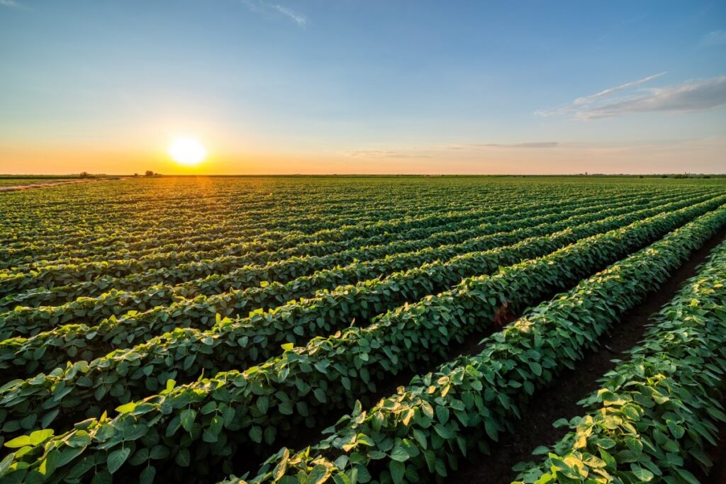 Seed Production Services | Gro Alliance LLC